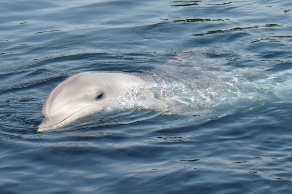 Amsterdam rouwt om overleden stadsdolfijn