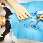 Loslopende katten binnenkort verboden