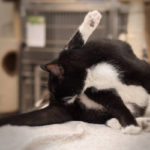 Loslopende katten binnenkort verboden