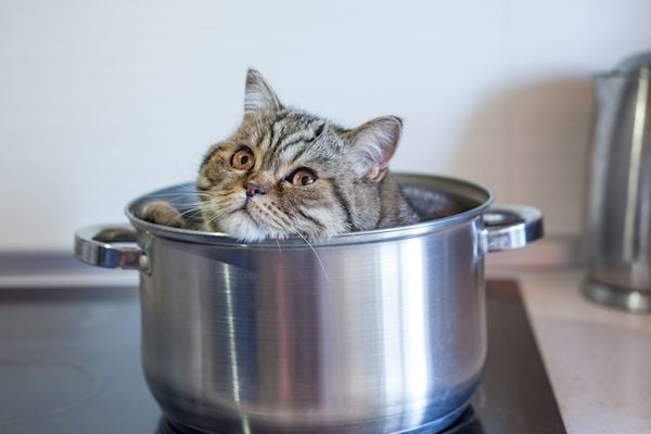 Dierenliefhebbers woedend om 'Kattensoep' Dierenliefhebbers woedend om 'Kattensoep'