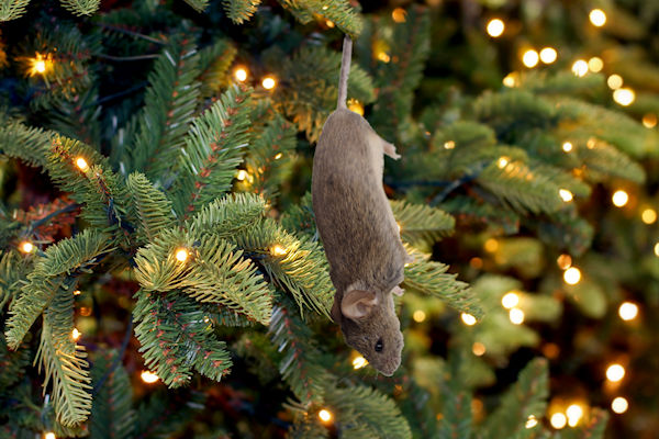 Een dode muis in de kerstboom? Waarom niet!