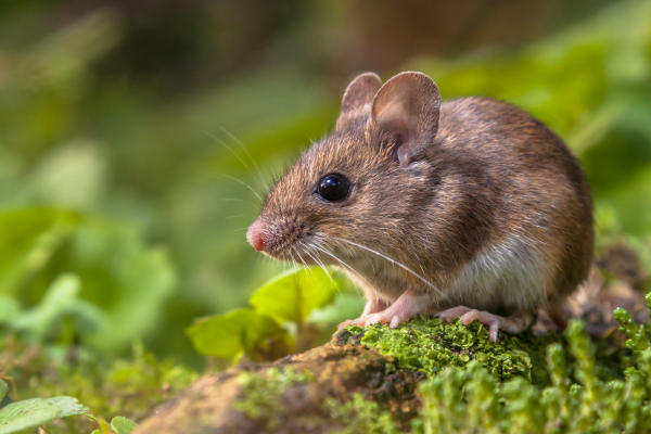 Park Hoge Veluwe gaat muizen evacueren: "Te makkelijke prooi voor de uil"