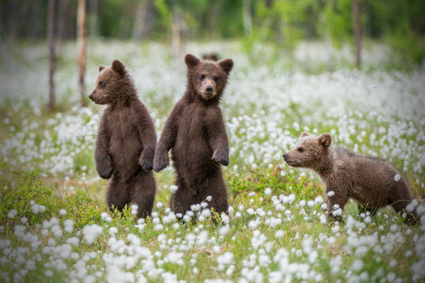 Pomberen met uitsterven bedreigd