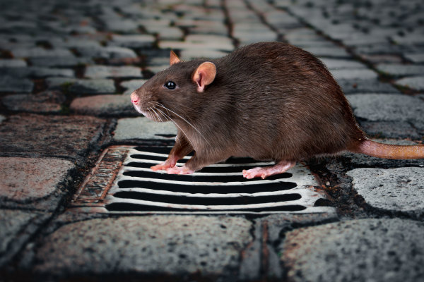 Onderzoek wijst uit: Rioolratten duizend maal nuttiger dan fascisten